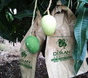 Mango Protection Bags